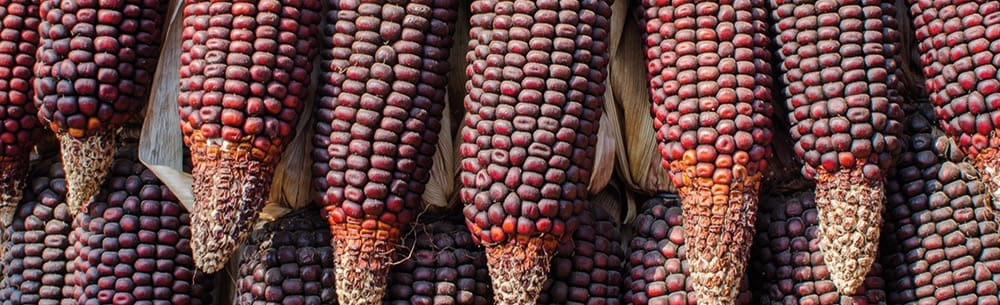 In Flavour: Purple Corn | Mintel