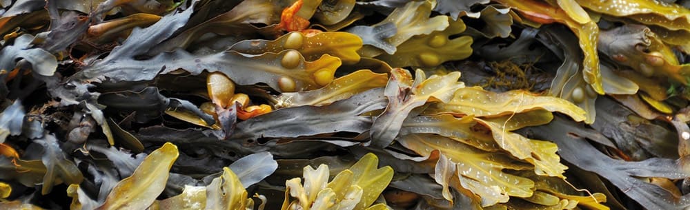 Seaweed: Making waves in the global beauty market | Mintel